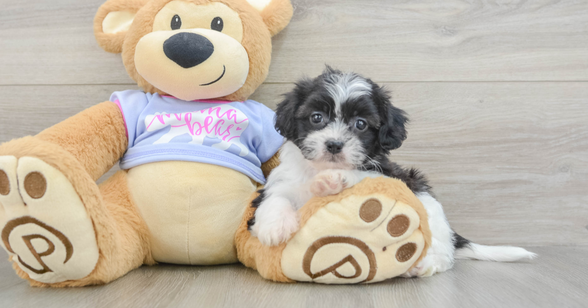 Playful Teddy Bear Monica: 4lb 4oz Designer Puppy