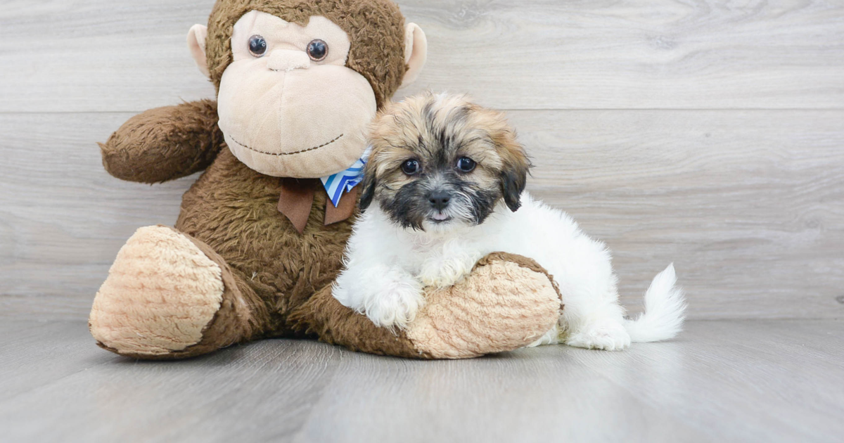 Playful Teddy Bear Monica: 2lb 14oz Designer Puppy