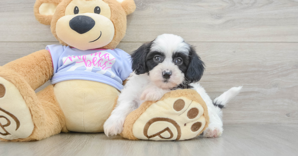 Happy Teddy Bear Mya: 4lb 3oz Designer Puppy