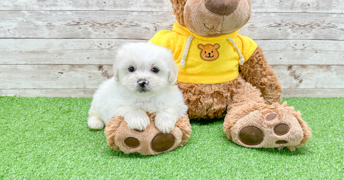 Popular Teddy Bear Nyles: 4lb 3oz Designer Puppy