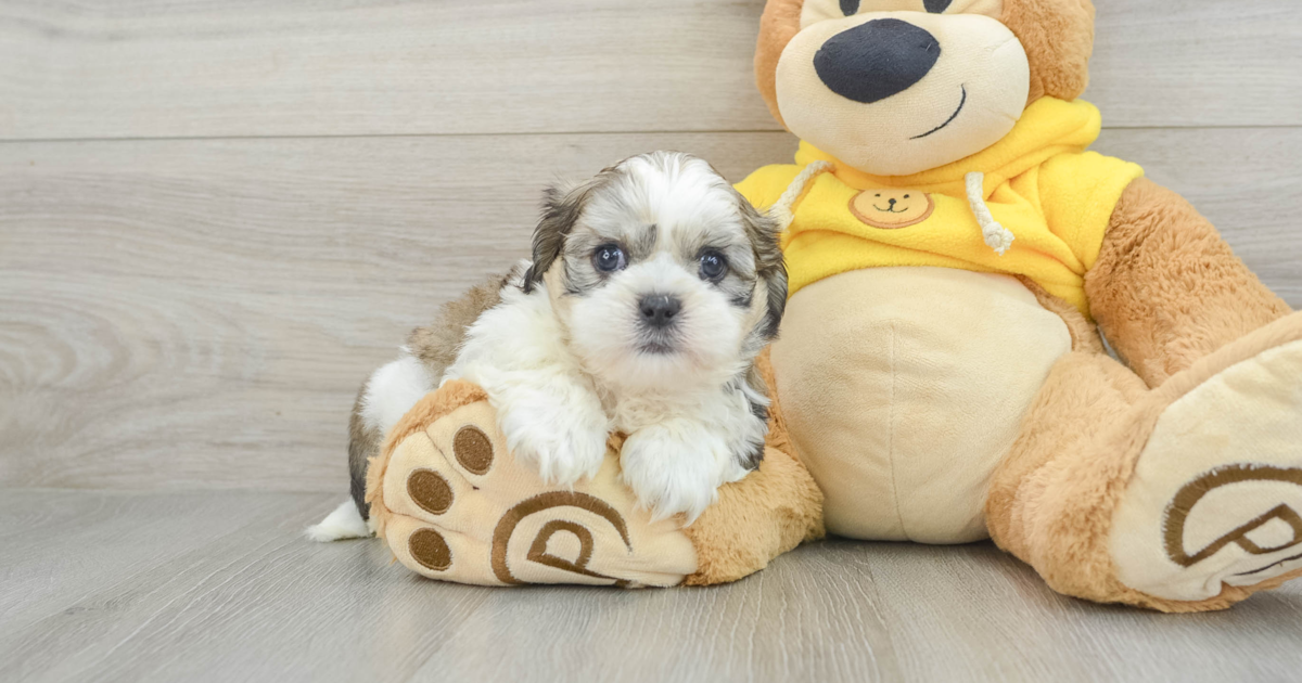Adorable Teddy Bear Oakley: 3lb 14oz Designer Puppy