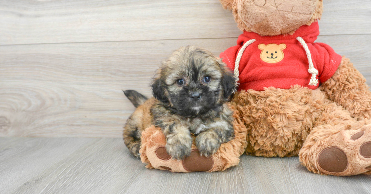 Friendly Teddy Bear Omega: 3lb 8oz Designer Puppy