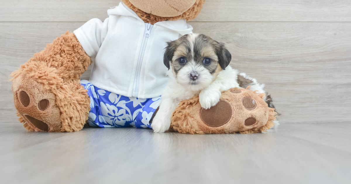 Popular Teddy Bear Omega: 3lb 2oz Designer Puppy