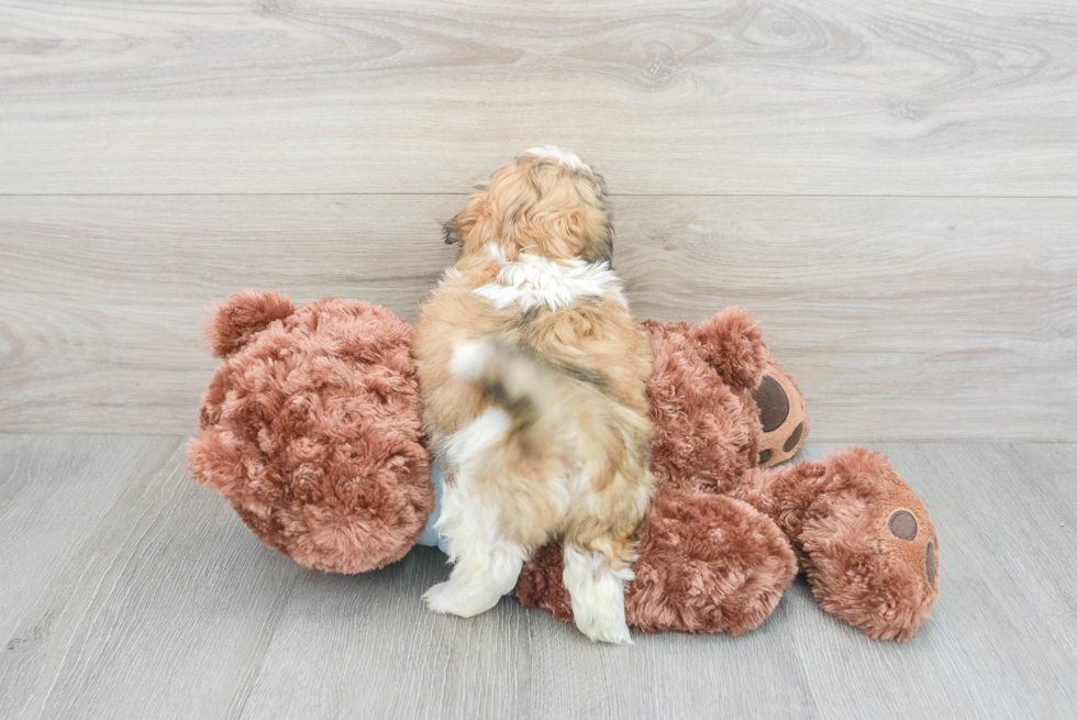 Funny Teddy Bear Omega: 3lb 4oz Designer Puppy