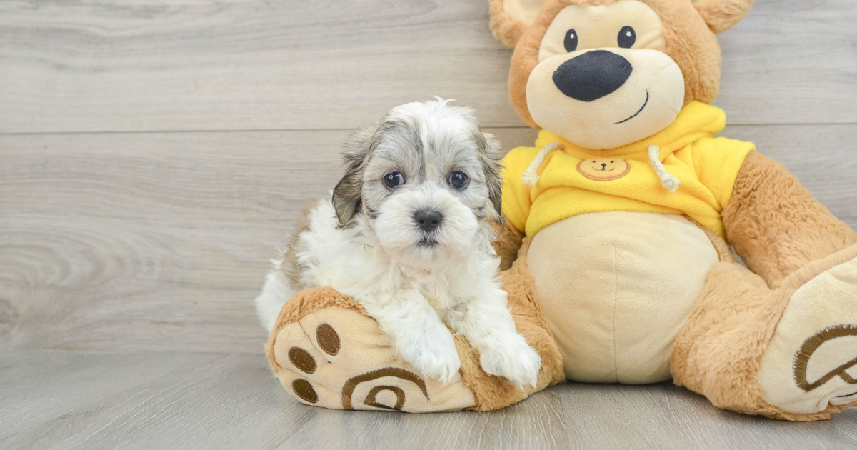 Friendly Teddy Bear Omega: 4lb 1oz Designer Puppy