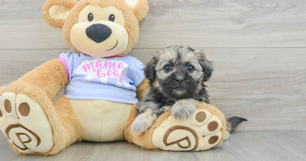Teddy Bear Omega: 2lb 12oz Designer Puppy