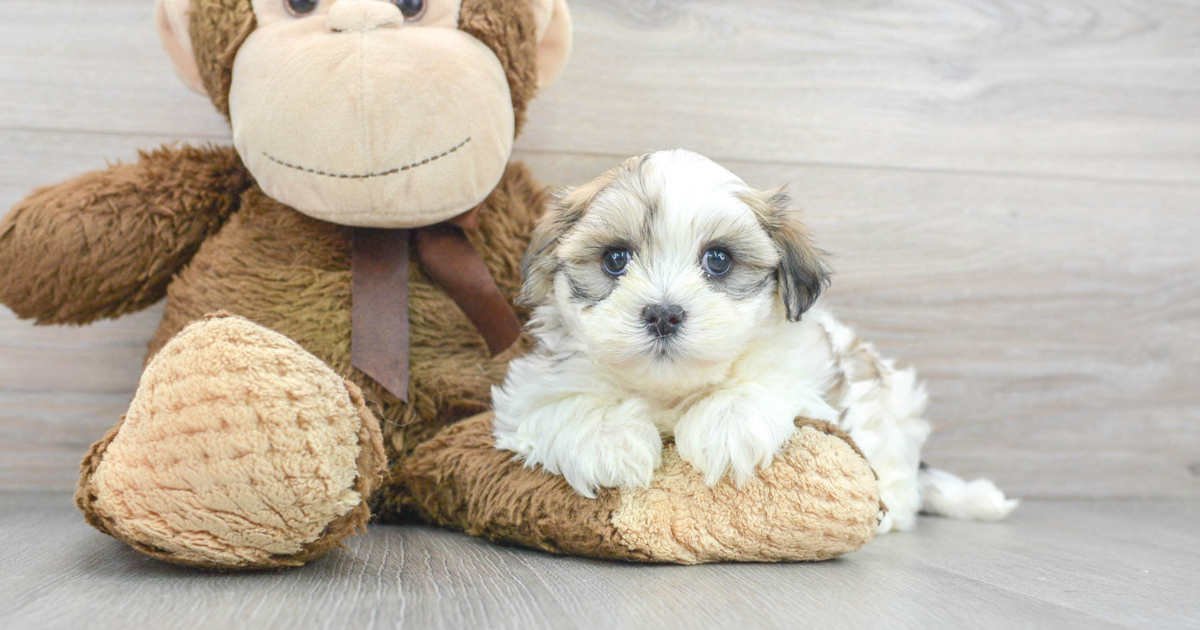 Cute Teddy Bear Omega: 3lb 8oz Designer Puppy