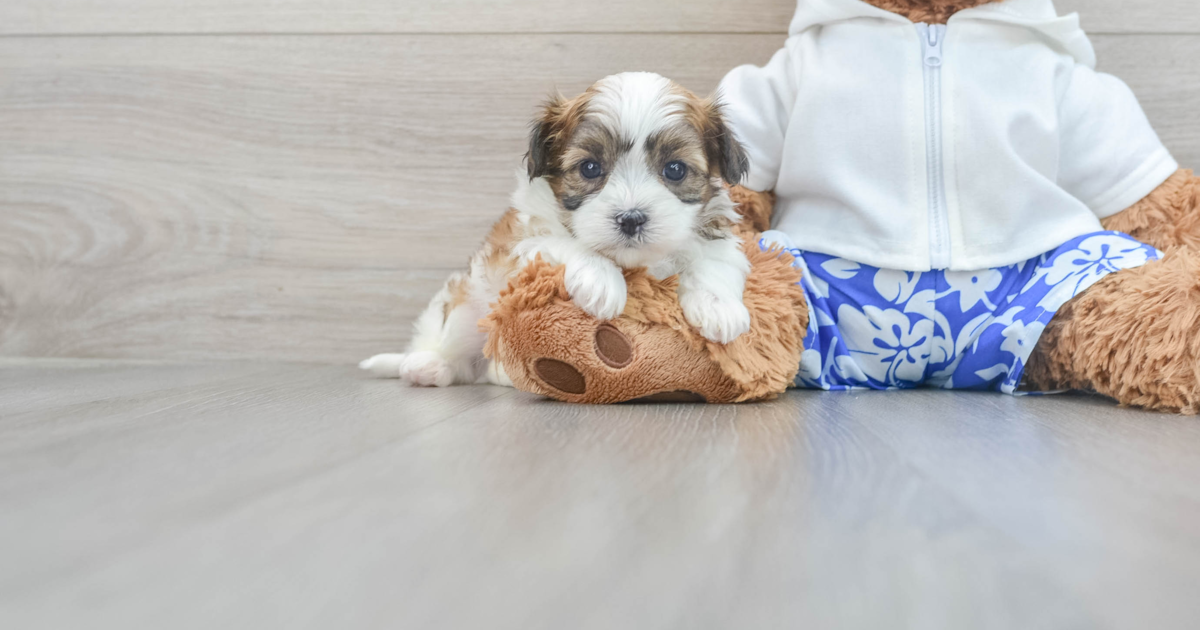 Happy Teddy Bear Papi: 2lb 11oz Designer Puppy