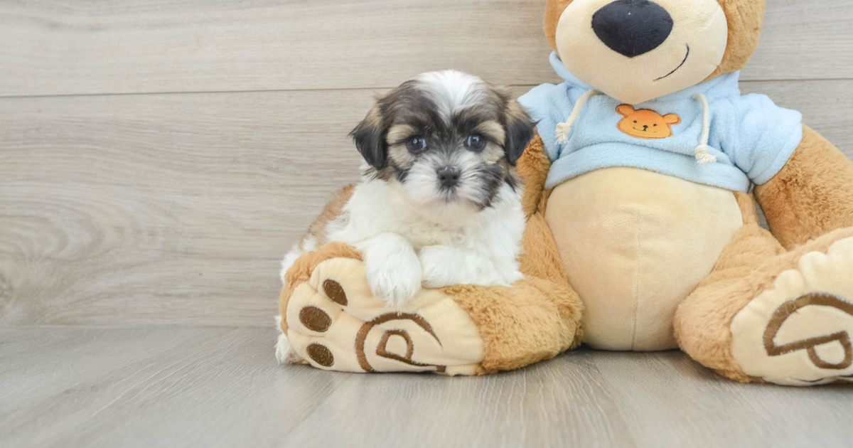Popular Teddy Bear Papi: 4lb 1oz Designer Puppy