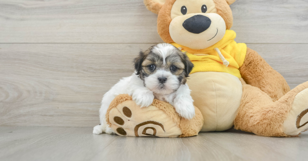 Adorable Teddy Bear Papi: 3lb 5oz Designer Puppy