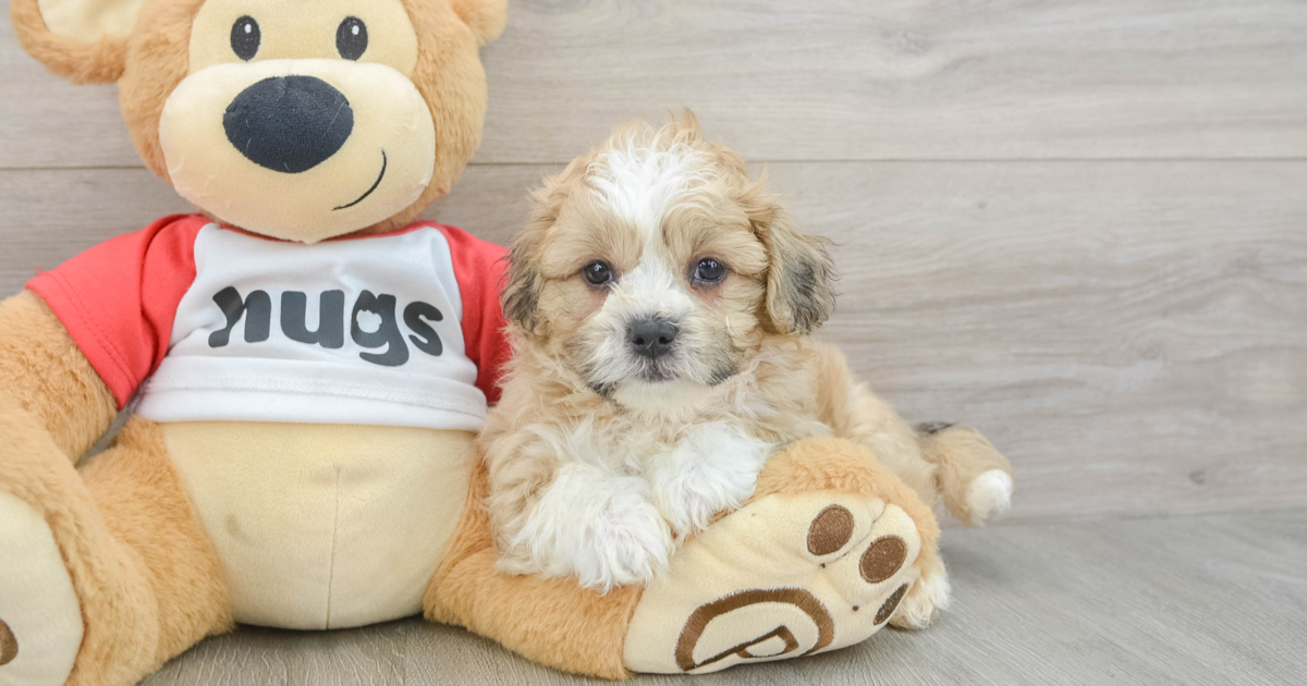 Little Teddy Bear Papi: 5lb 3oz Designer Puppy