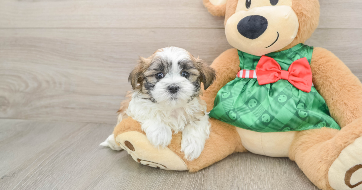 Popular Teddy Bear Papi: 3lb 2oz Designer Puppy