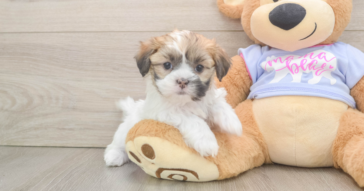 Small Teddy Bear Petal: 3lb 2oz Designer Puppy