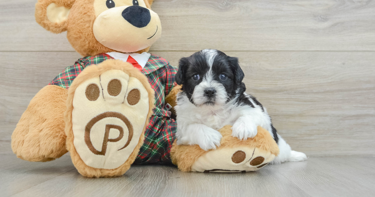 Hypoallergenic Teddy Bear Pudding: 4lb 1oz Designer Puppy