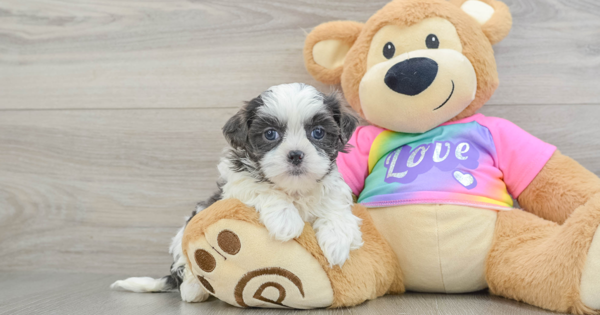 Adorable Teddy Bear Pudding: 3lb 10oz Designer Puppy