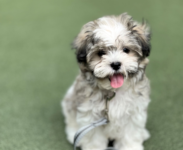 Exclusive Havashu Puppies for Sale | Premier Pups