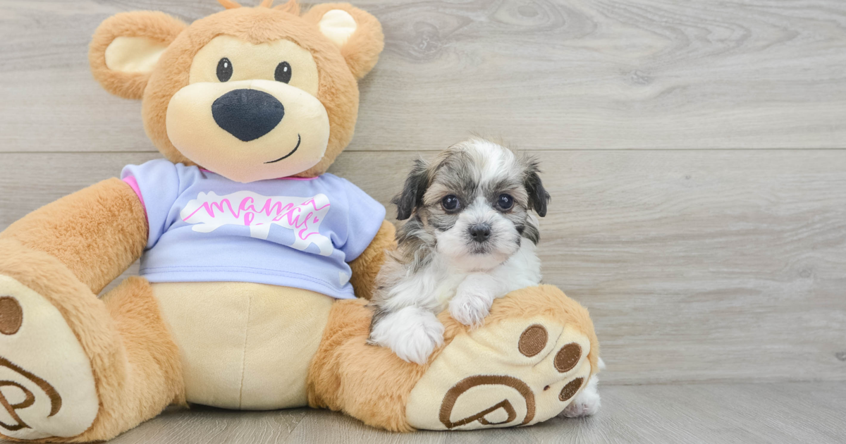 Adorable Teddy Bear Rory: 2lb 12oz Designer Puppy