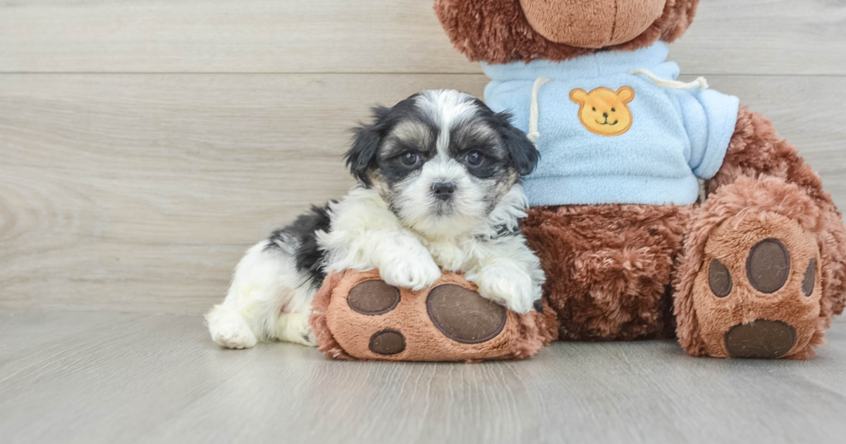 Little Teddy Bear Samuel: 4lb 4oz Designer Puppy