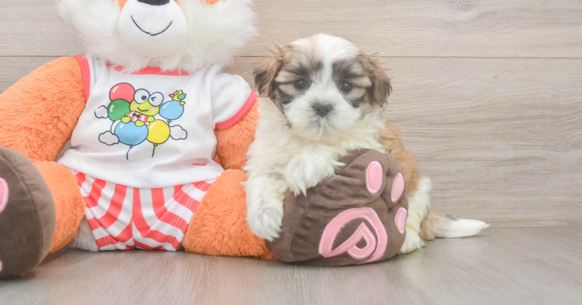 Fluffy Teddy Bear Samuel: 4lb 3oz Designer Puppy