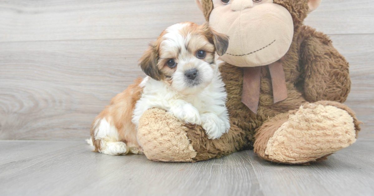 Little Teddy Bear Samuel: 2lb 9oz Designer Puppy