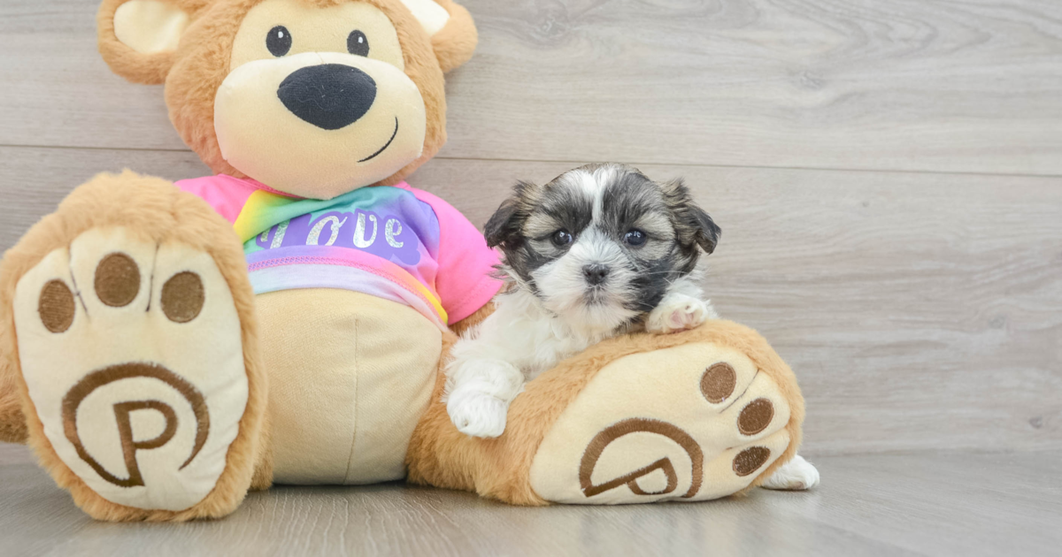 Playful Teddy Bear Selena: 3lb 1oz Designer Puppy