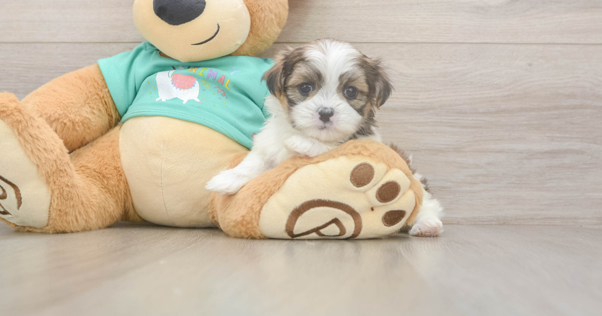 Little Teddy Bear Selena: 3lb 6oz Designer Puppy