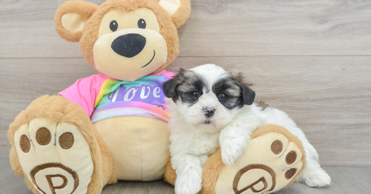 Friendly Teddy Bear Shane: 4lb 2oz Designer Puppy