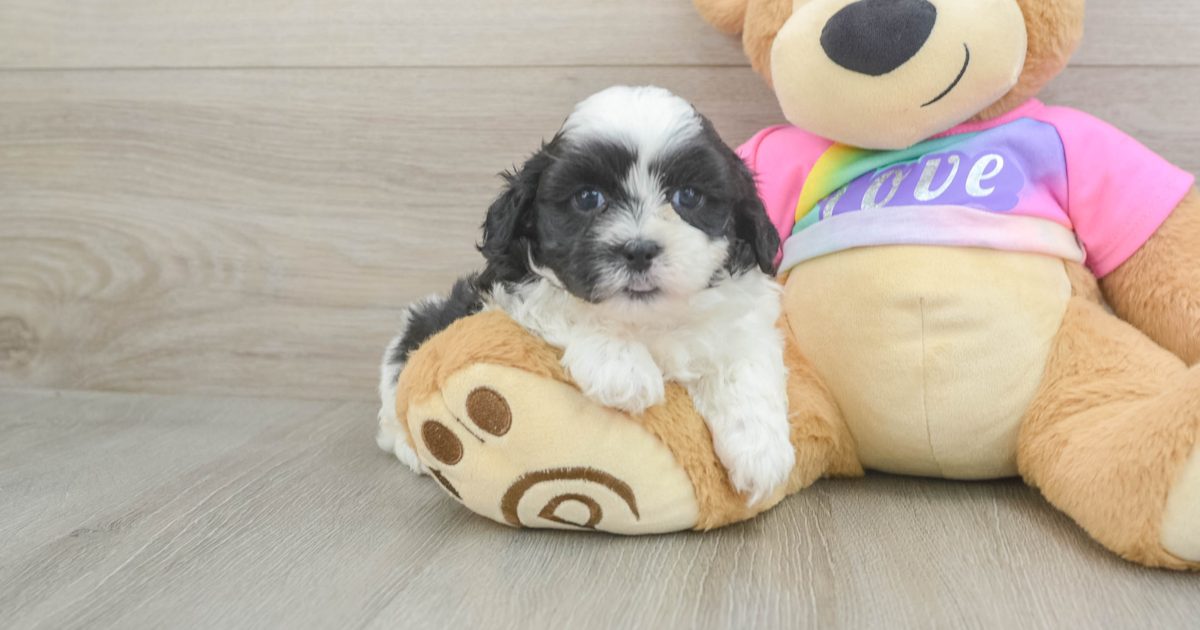 Petite Teddy Bear Shane: 4lb 1oz Designer Puppy