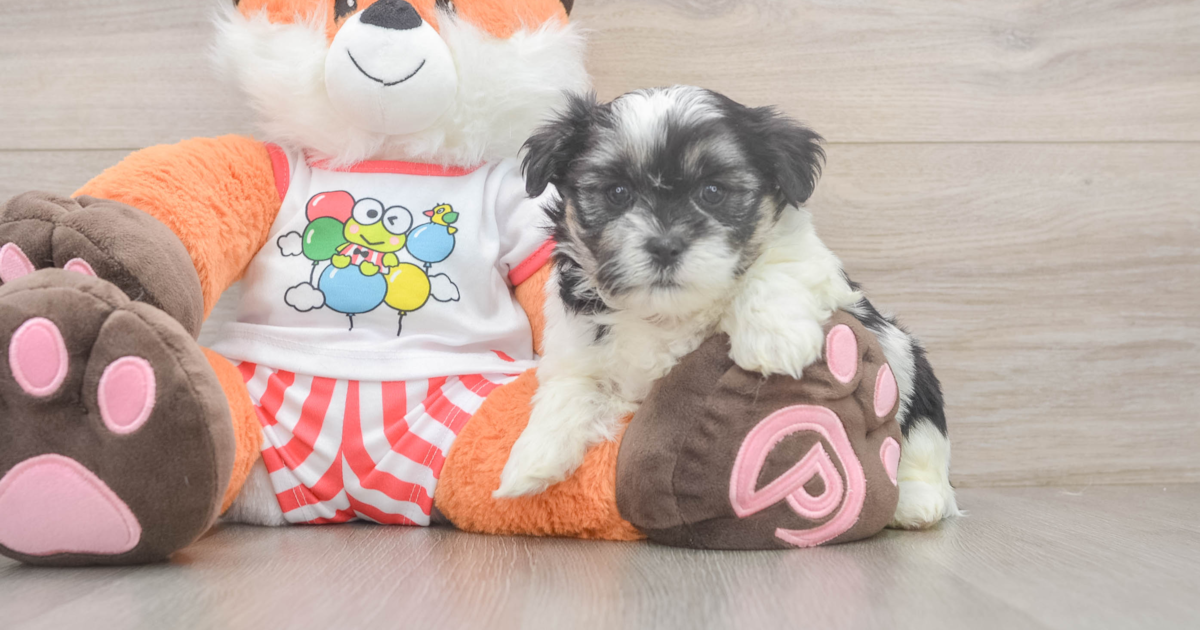 Friendly Teddy Bear Shane: 4lb 12oz Designer Puppy