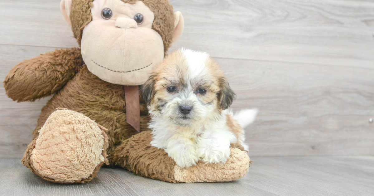 Small Teddy Bear Stanley: 3lb 4oz Designer Puppy