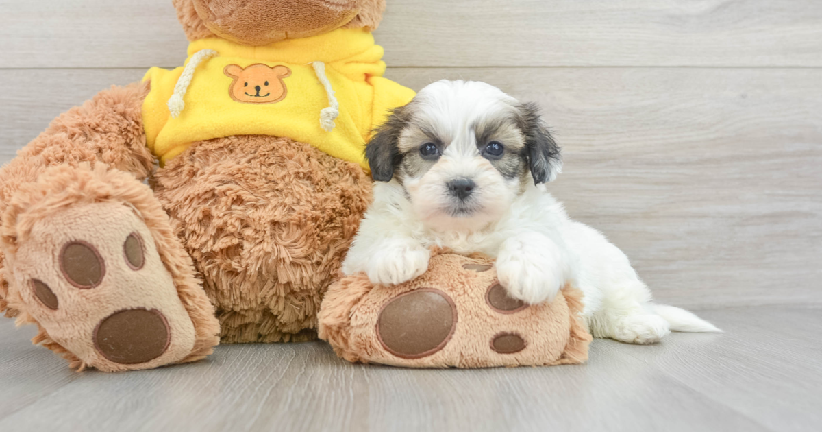 Adorable Teddy Bear Tammy: 3lb 8oz Designer Puppy