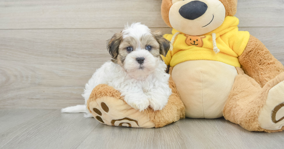 Happy Teddy Bear Tedric: 3lb 12oz Designer Puppy