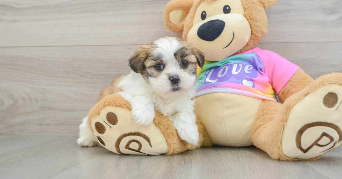 Energetic Teddy Bear Tedric: 3lb 15oz Designer Puppy