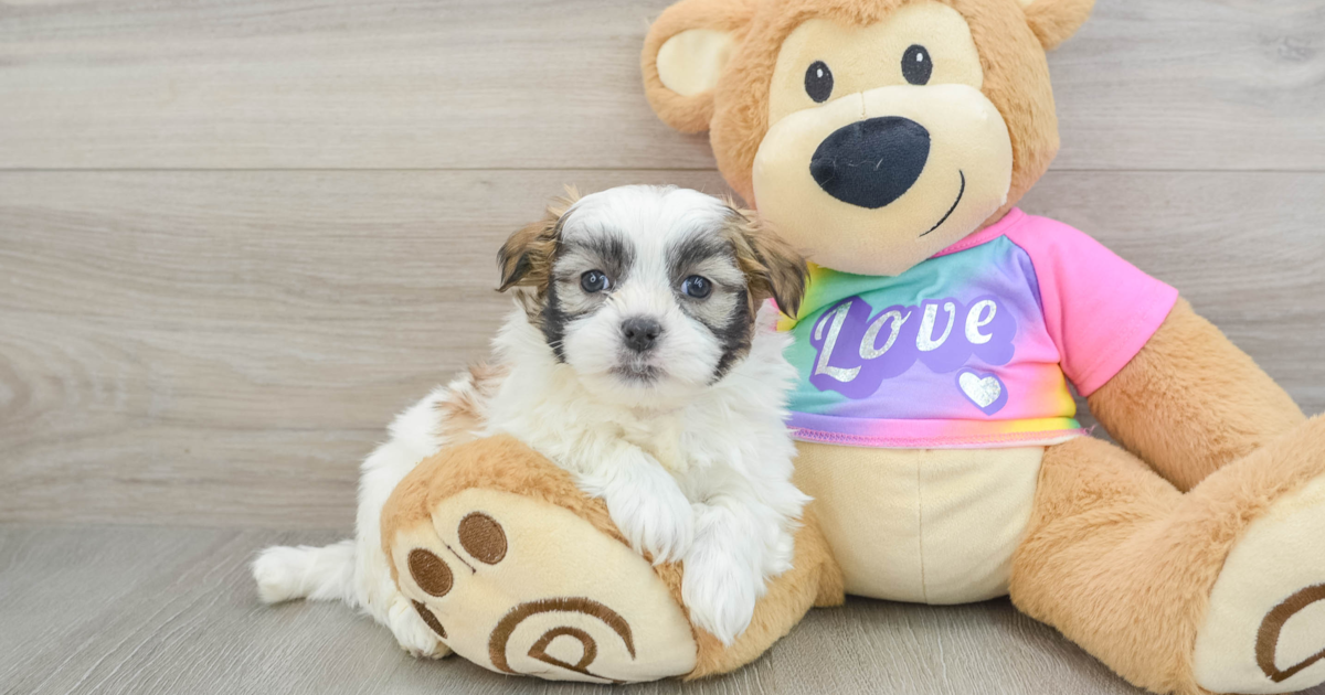 Popular Teddy Bear Tedric: 3lb 12oz Designer Puppy