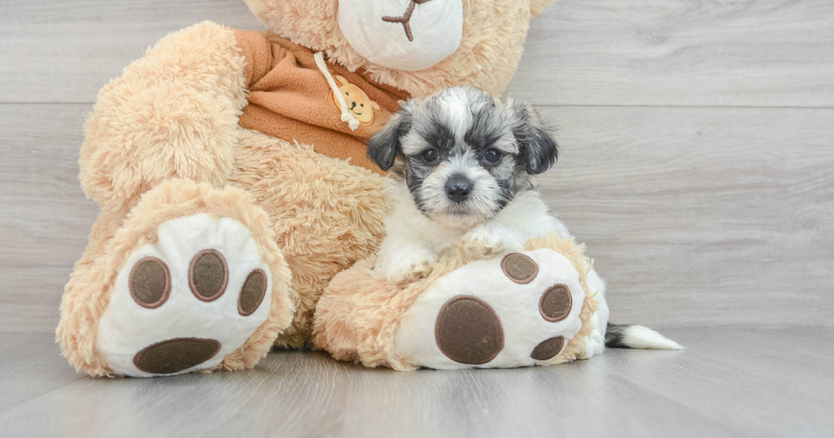 Cute Teddy Bear Toby: 3lb 1oz Designer Puppy