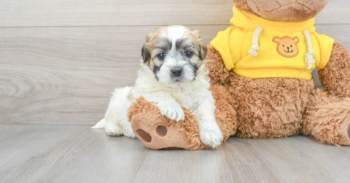 Funny Teddy Bear Toby: 5lb 5oz Designer Puppy