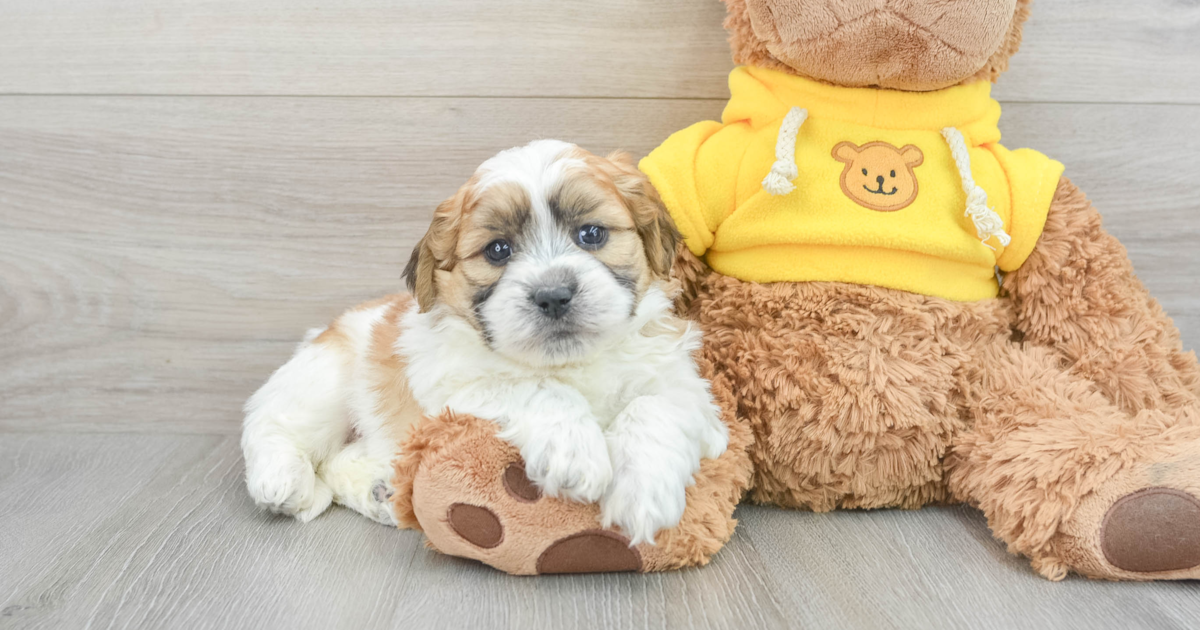 Popular Teddy Bear Toby: 5lb 12oz Designer Puppy