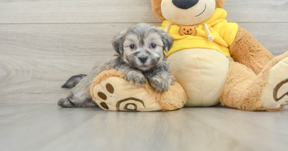 Small Teddy Bear Toby: 3lb 7oz Designer Puppy