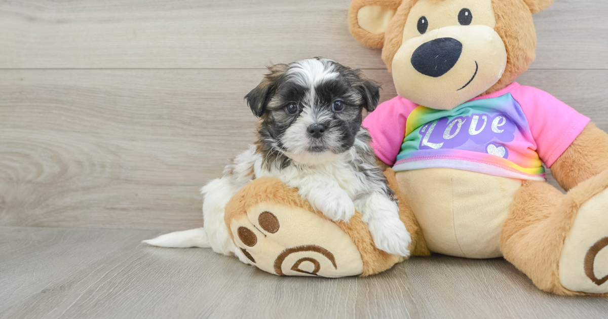 Funny Teddy Bear Toby: 4lb 10oz Designer Puppy