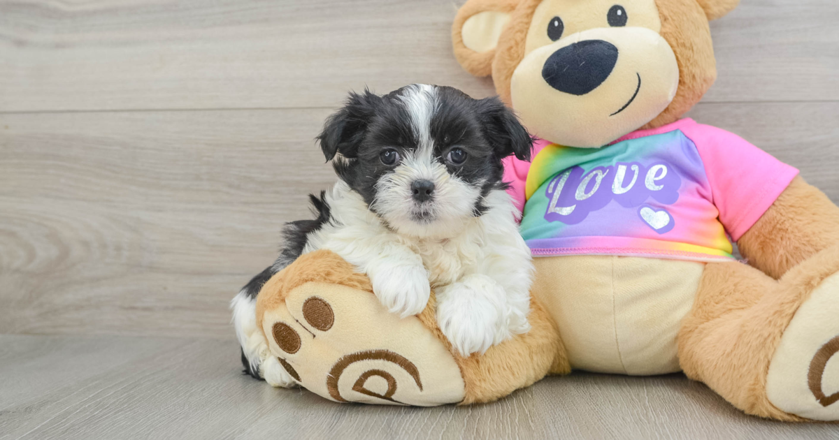 Friendly Teddy Bear Toby: 4lb 2oz Designer Puppy