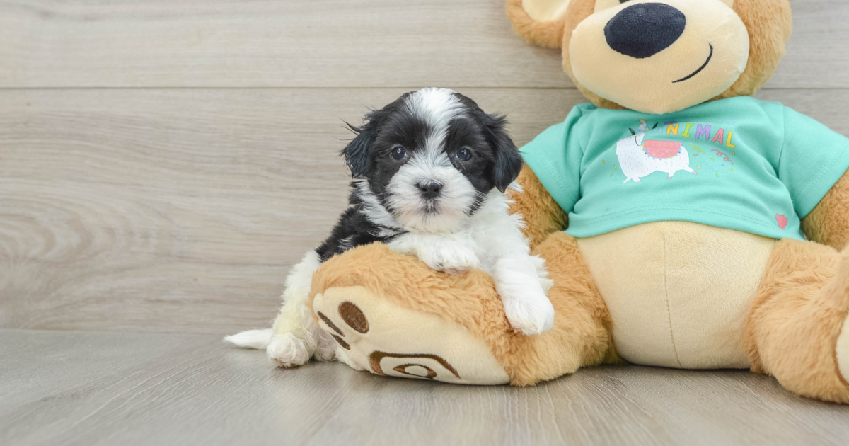 Funny Teddy Bear Toby: 3lb 3oz Designer Puppy