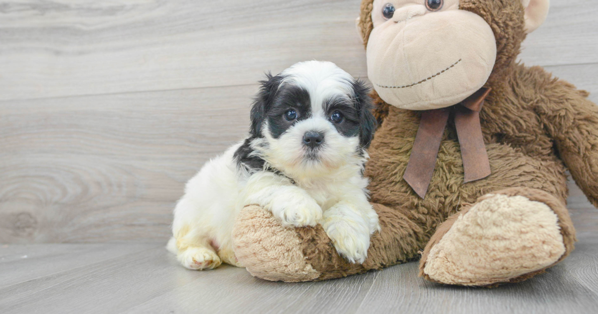Playful Teddy Bear Toby: 3lb 12oz Designer Puppy