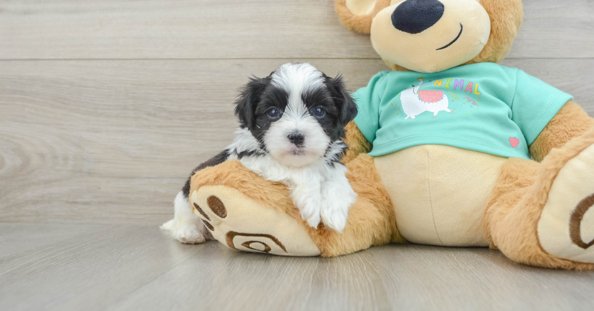 Small Teddy Bear Tom: 3lb 5oz Designer Puppy