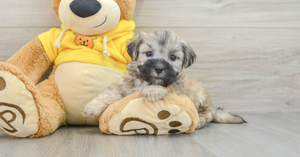 Cute Teddy Bear Tommy: 4lb 5oz Designer Puppy