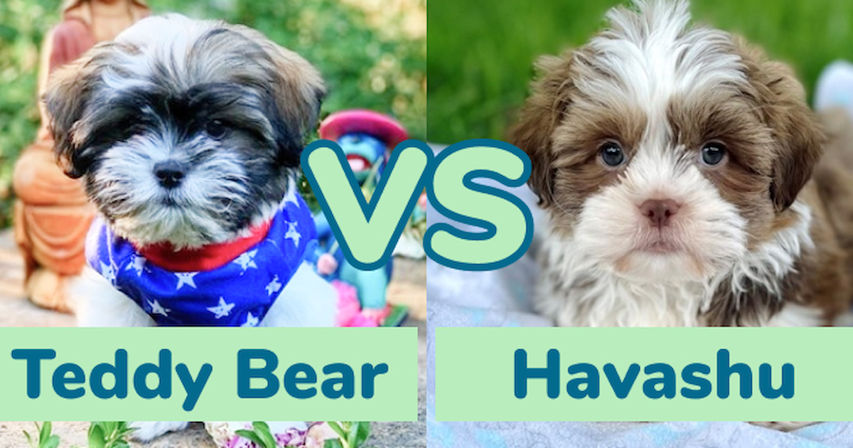 Teddy Bear vs Havashu: Breed Comparison - Premier Pups - Premier Pups