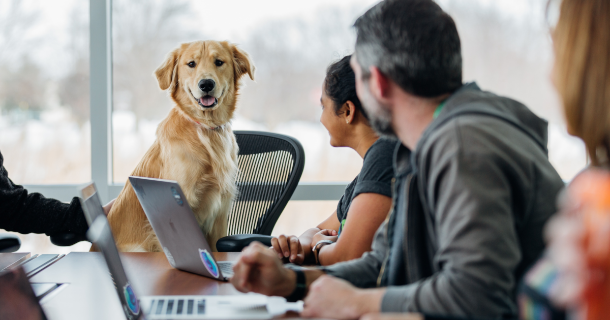 The 30 Smartest Dog Breeds Ranked: A Guide to Brilliant Canines