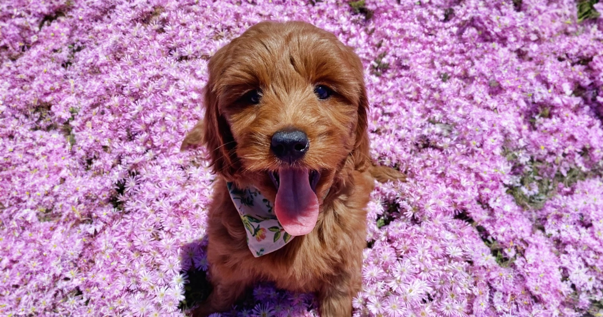 The Complete Guide to Mini Goldendoodle Colors | Premier Pups