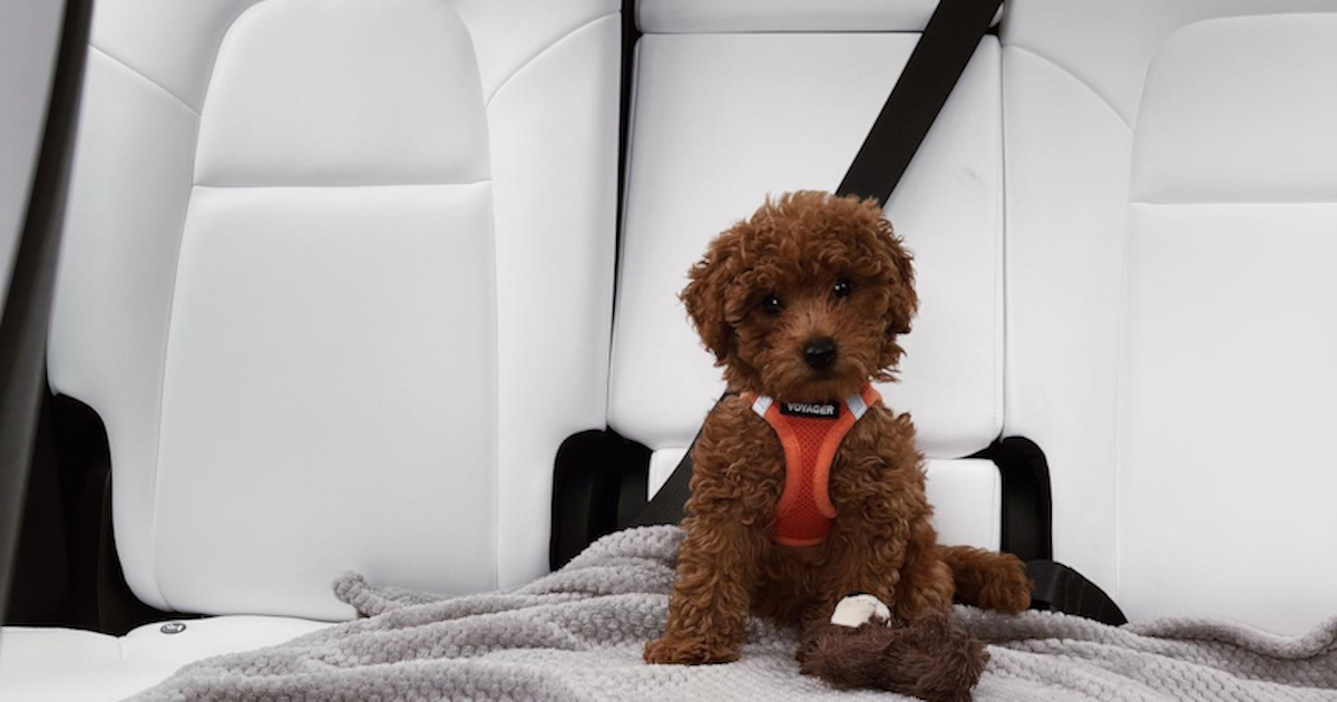 The Ultimate Guide to Chocolate Mini Goldendoodles: Full Grown Pics