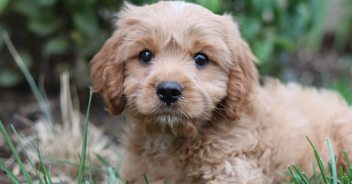 Top 10 Pros and Cons of Owning a Cavapoo - Premier Pups