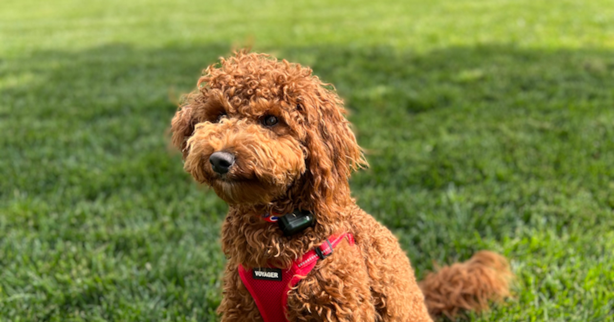 Top 20 Pros and Cons of Mini Goldendoodles | Premier Pups